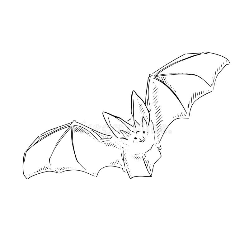 Flying bat drawing stock vector. Illustration of inspired - 322576366