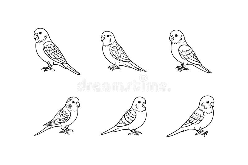Set of a Cute Budgie Vector Sketch Stock Vector - Illustration of ...