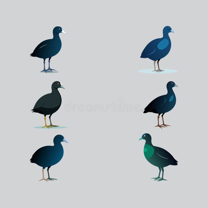 Cute Coot Birds Vector Illustration Stock Vector - Illustration of ...