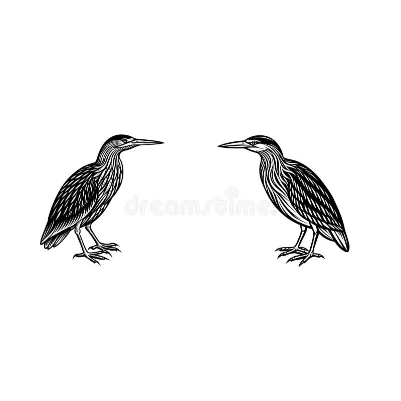 American Coot: Characteristics, Habitat, and Behavior Stock ...