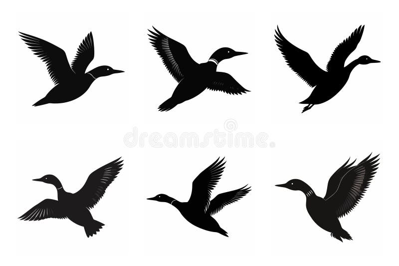 Flying Loon Color Silhouette Black Silhouette Stock Illustration ...