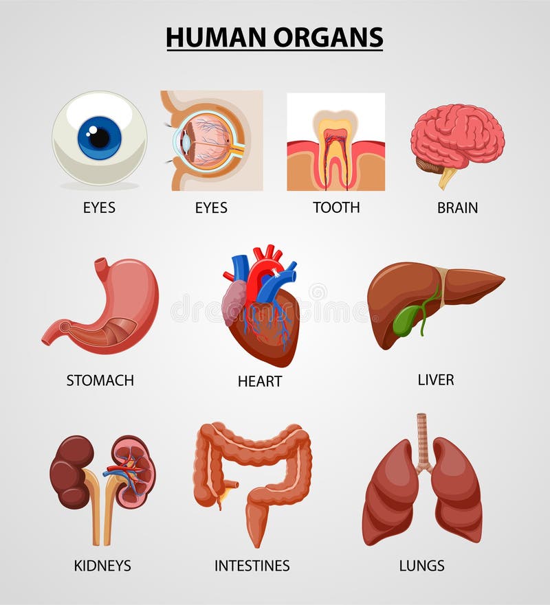 Internal Human Organs Horizontal Icon Set with Lungs Heart Kidneys ...