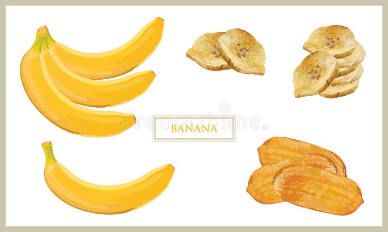 Banana Fruit Collection of Banana in Various Shapes and Sizes Stock ...