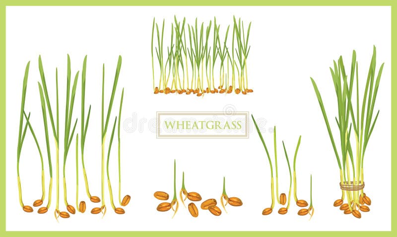 A Collection of Wheatgrass Herb Vegetables in Various Shapes and Sizes ...