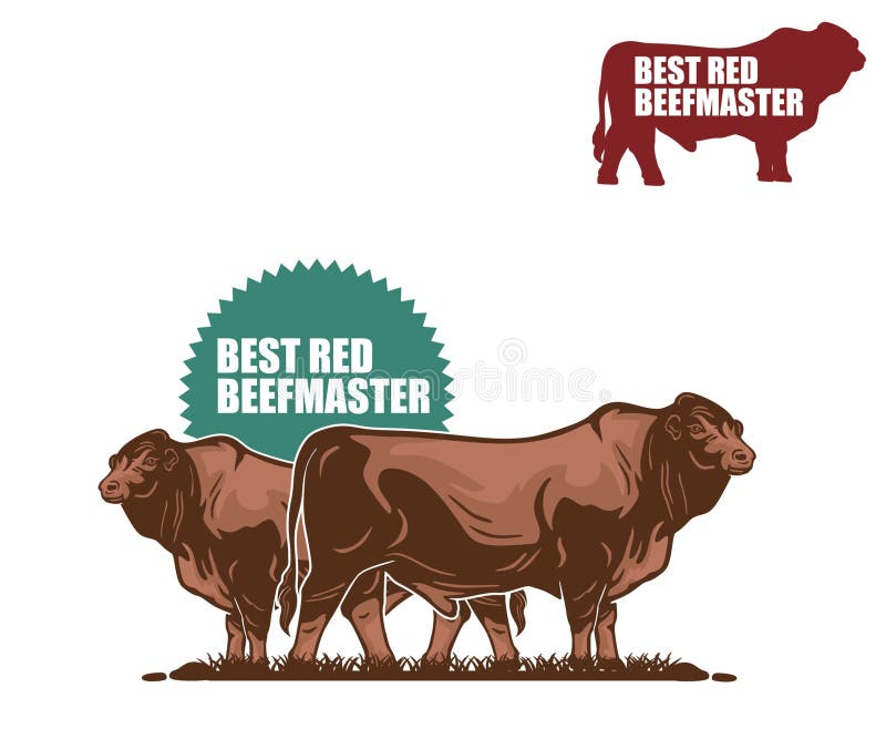 Red Beefmaster Cow Standing Logo Stock Vector - Illustration of label ...