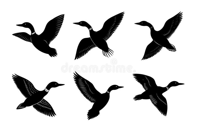 Flying Loon Bird Silhouette Black Silhouette Stock Illustration ...