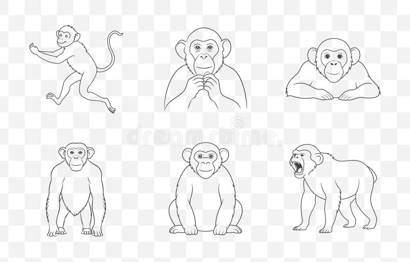 Chimpanzee Line Drawing Stock Illustrations – 3,017 Chimpanzee Line ...