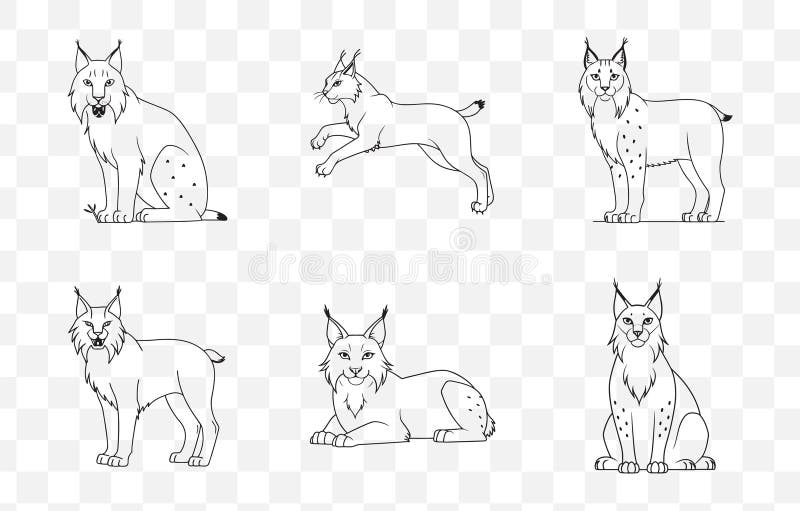 Print Detailed Lynx Line Art Vector Set for Designers and Illustrators ...