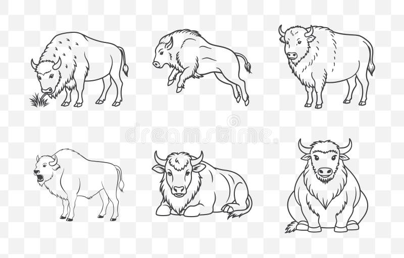 Print Bison Art Vector Set Beautiful Illustrations of American Buffalo ...