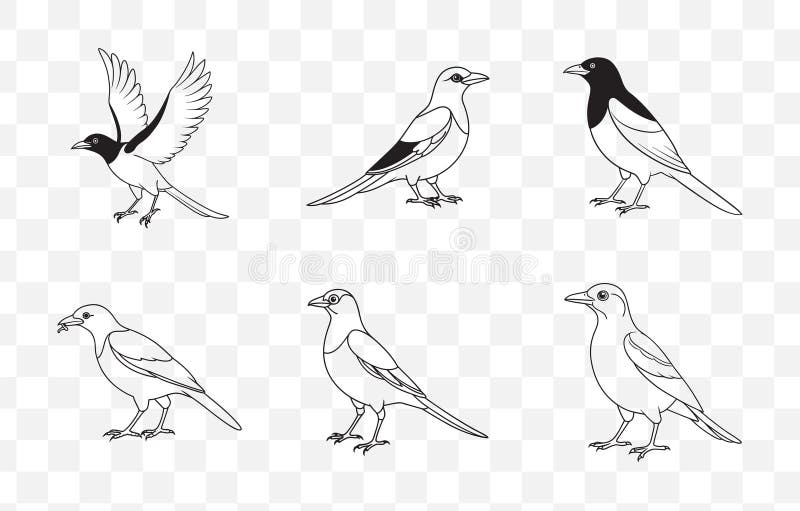 Print Elegant Magpie Line Art Vector Set Perfect for Designers and ...