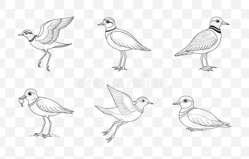 Print Plover Line Art Vector Set Bird Illustrations High Quality ...