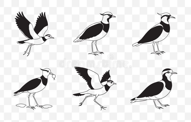 Print Detailed Lapwing Line Art Vector Set Stock Illustration ...
