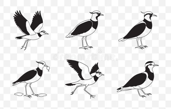 Print Detailed Lapwing Line Art Vector Set Stock Vector - Illustration ...