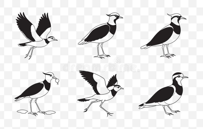Print Detailed Lapwing Line Art Vector Set Stock Vector - Illustration ...