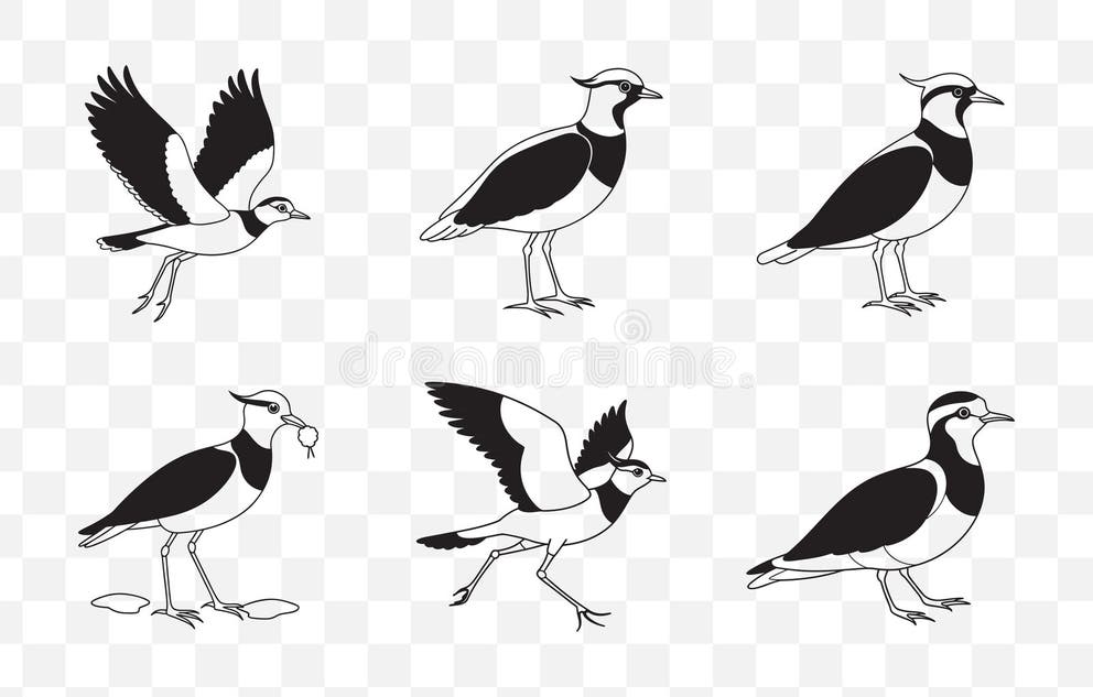Print Detailed Lapwing Line Art Vector Set Stock Vector - Illustration ...