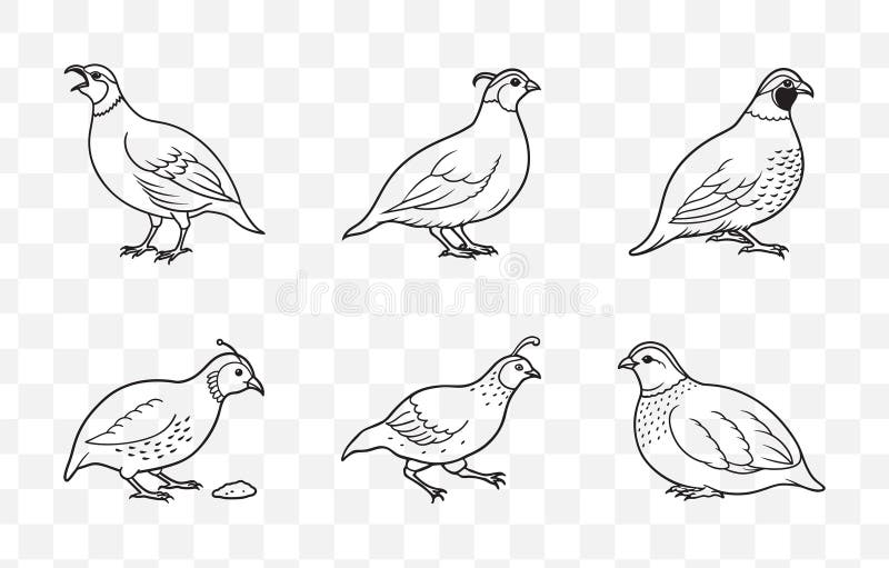 Print Comprehensive Quail Line Art Vector Set Featuring Detailed and ...