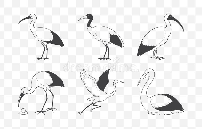 Print Elegant Ibis Line Art Vector Set for Unique Design and ...