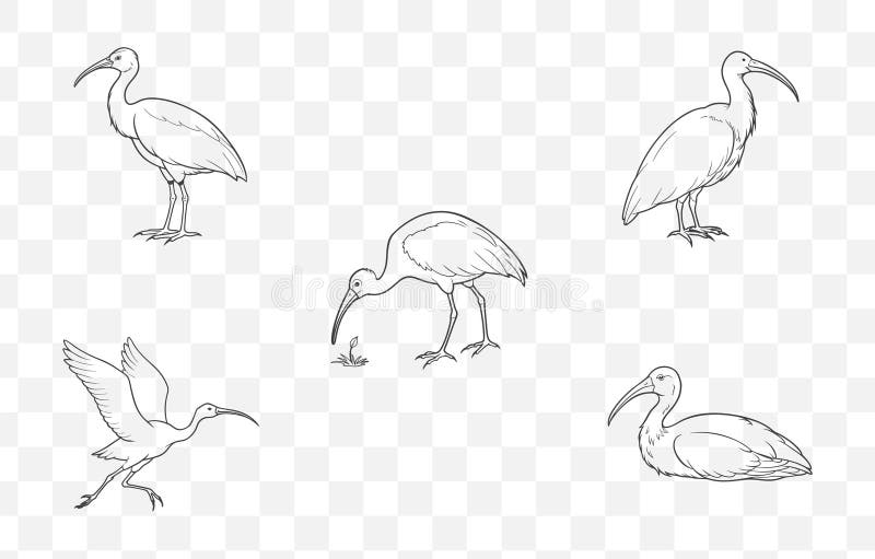 Print Elegant Ibis Line Art Vector Set for Creative and Artistic ...