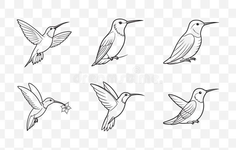 Print Elegant and Intricate Hummingbird Line Art Vector Set for ...