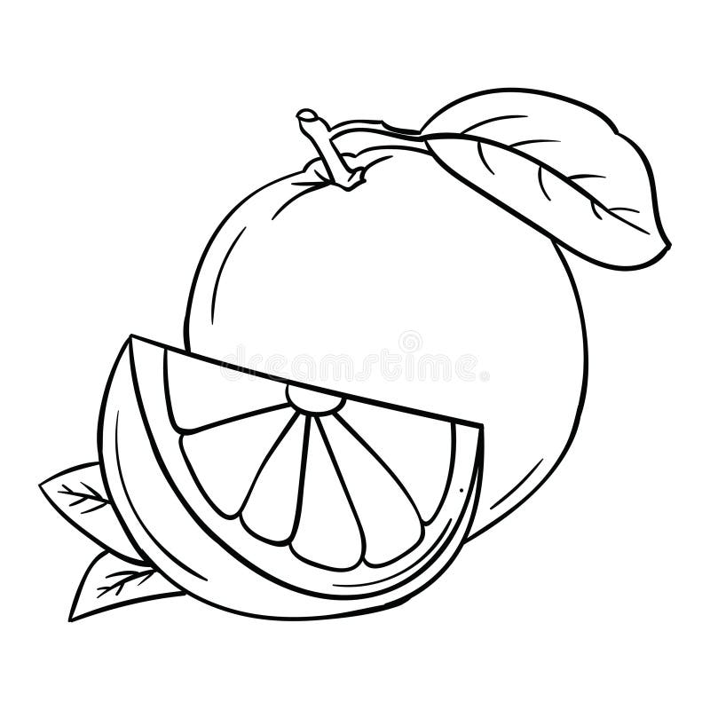 Hand drawing orange stock vector. Illustration of fresh - 328162707