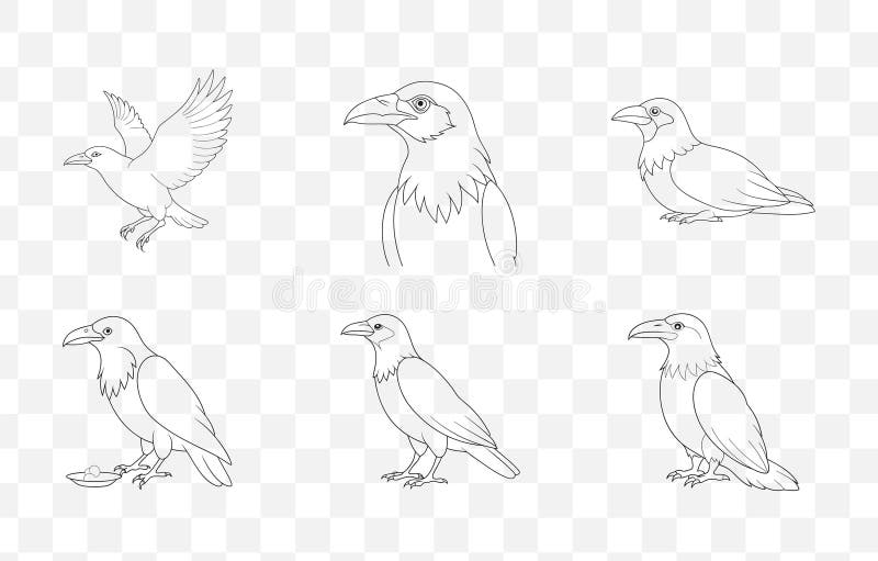 Print Intricate Raven Line Art Vector Set with Detailed Designs for ...