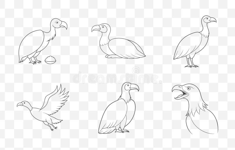 Print Condor Line Art Vector Collection with Detailed Illustrations for ...