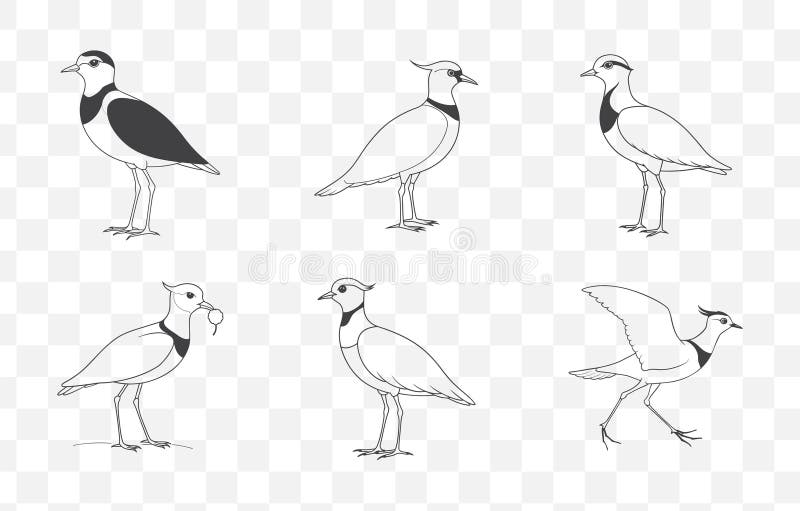 Print Comprehensive Lapwing Line Art Vector Set for Detailed and ...