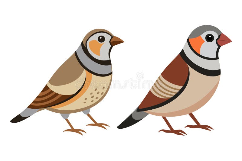A Beautiful Bird Double-barred Finch Flat Vector Style Image Stock ...