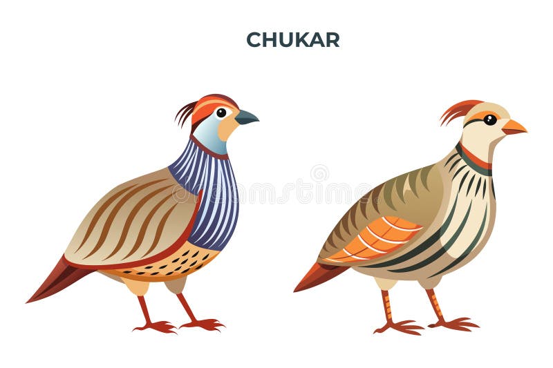 Chukar Stock Illustrations – 21 Chukar Stock Illustrations, Vectors ...
