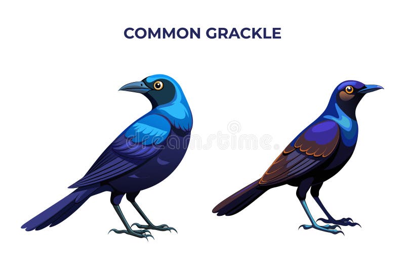 Grackle Stock Illustrations – 254 Grackle Stock Illustrations, Vectors ...
