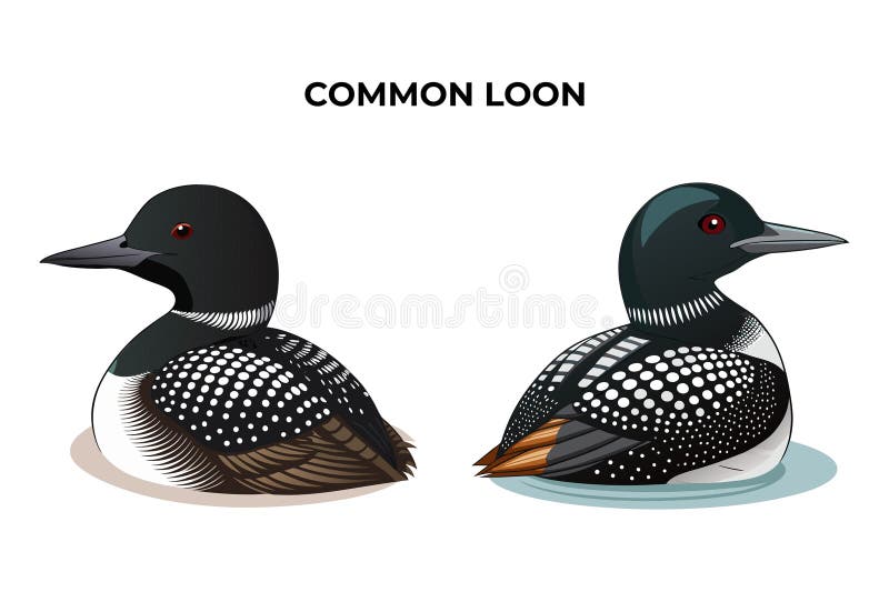 Common Loon Bird Listening Cries Street Vector Stock Illustration ...