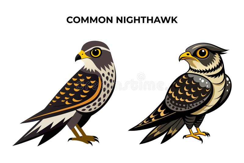 Common Nighthawk Stock Illustrations – 53 Common Nighthawk Stock ...