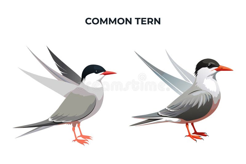 Common Ideal Stock Illustrations – 318 Common Ideal Stock Illustrations ...