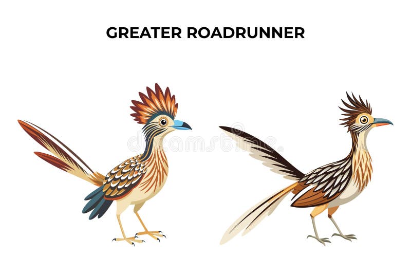 Roadrunner Birds are Walking Vector Illustration. Stock Illustration ...
