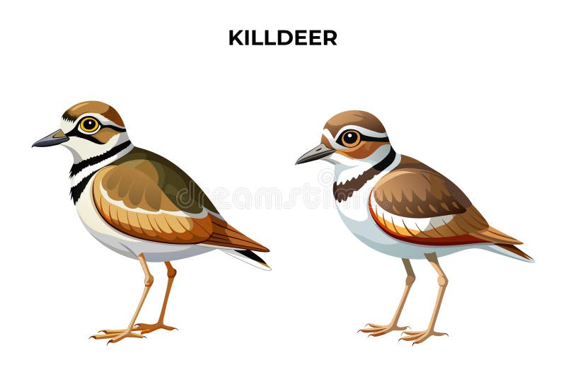 Beautiful Killdeer on White Background Vector Illustration Stock Vector ...