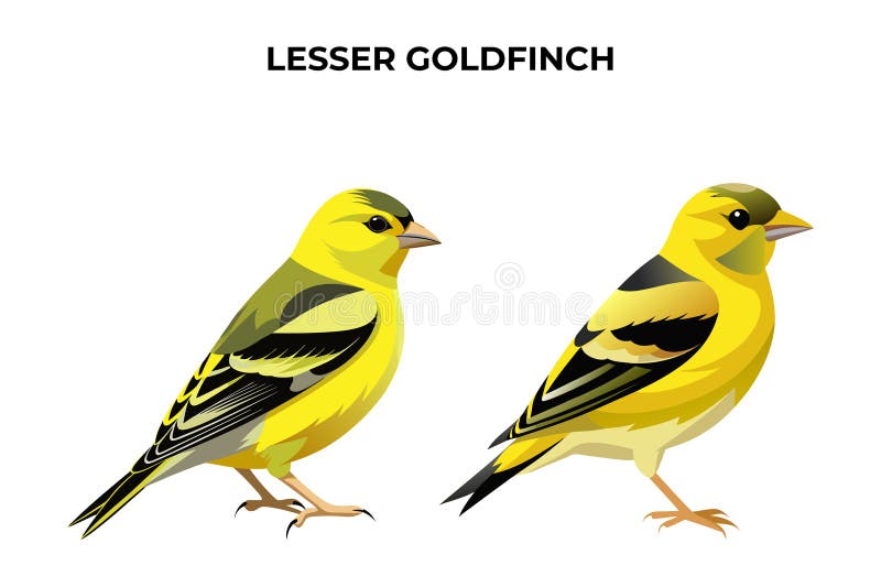 Beautiful Lesser Goldfinch on White Background Vector Illustration ...