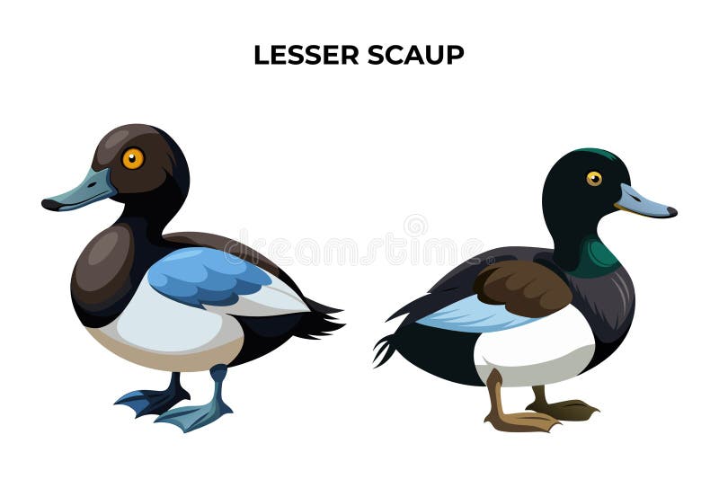Lesser Scaup on White Background Vector Illustration Stock Vector ...