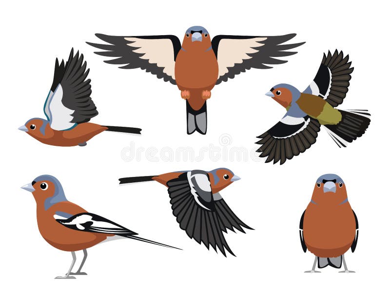 Chaffinch Finch Bird Various Poses Cartoon Vector Character Stock ...