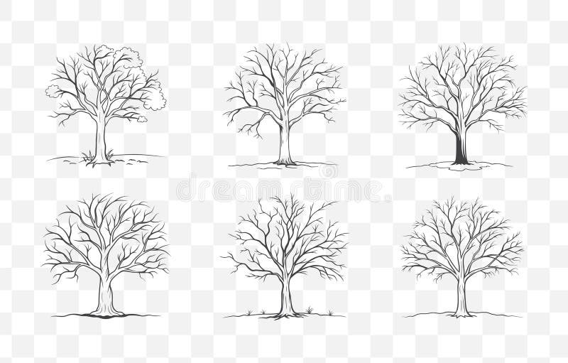 Print Dead Ash Tree Line Art Vector Set of Detailed Illustrations for ...