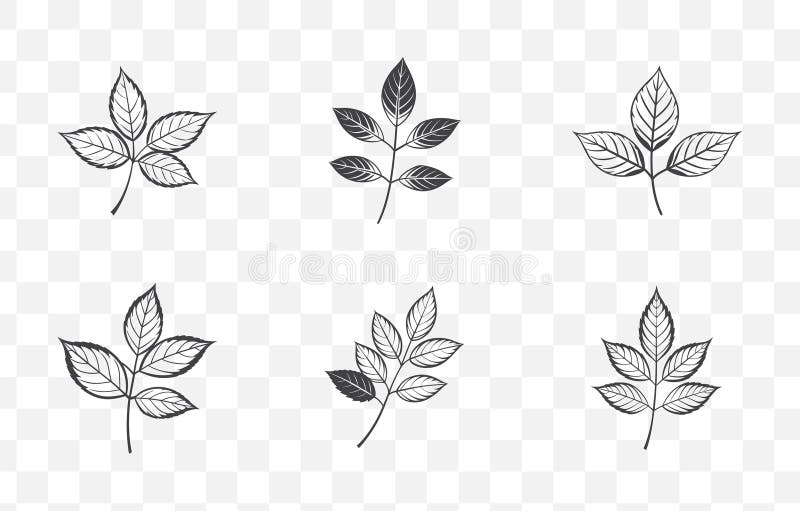 Print Elegant Ash Tree Leaves Line Art Vector Set for Creative Design ...