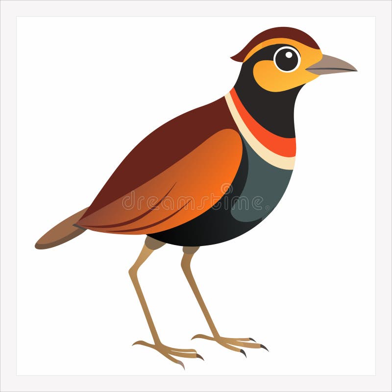 Beautiful Ground Gurney Pitta Bird Vector Art Illustration Stock ...
