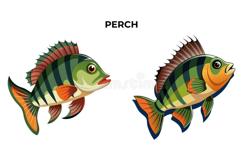 Perch Fish Vector Illustration: a Versatile Design Resource Stock ...