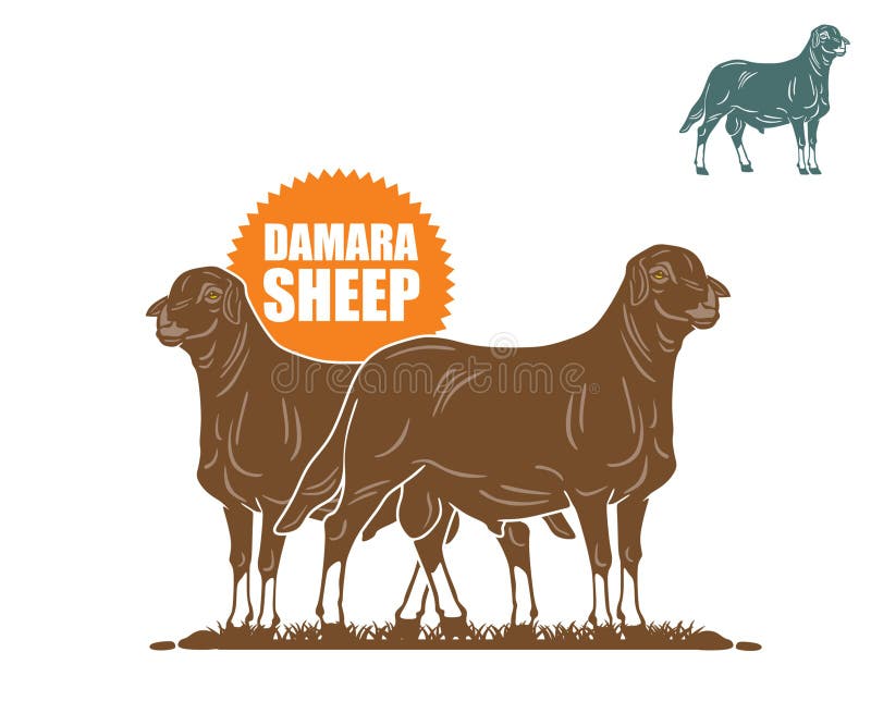 Damara Big Sheep Standing at Farm Logo Stock Illustration ...