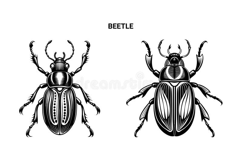 Versatile Vector Beetle: Perfect Silhouette for Any Project Stock Image ...