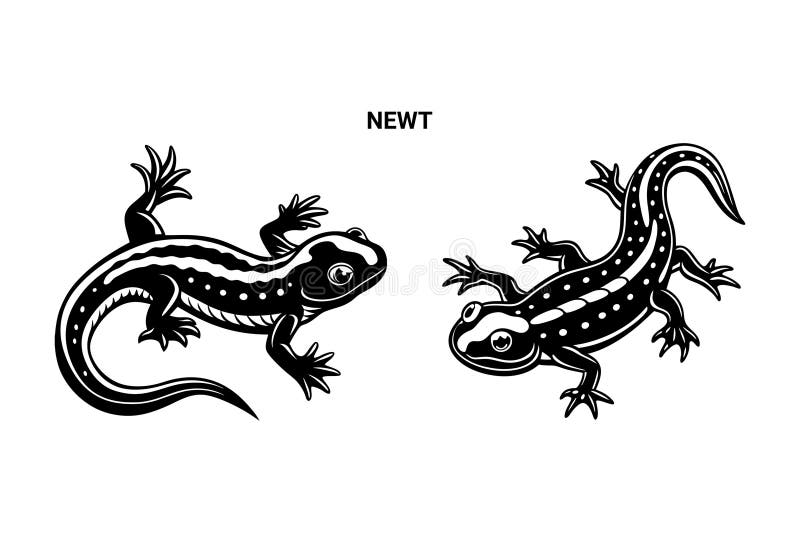 Silhouette Newt Stock Illustrations – 688 Silhouette Newt Stock ...