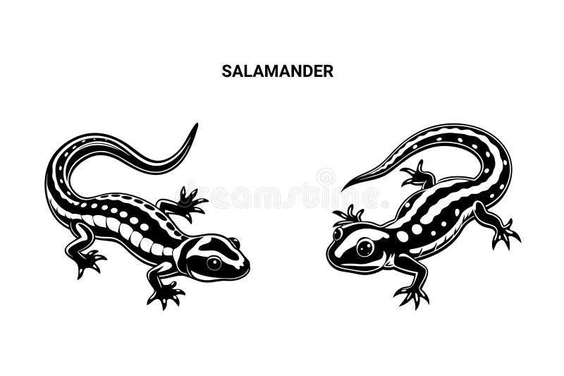 Versatile Vector Salamander: Editable Silhouette Perfect for Any ...