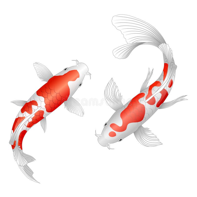 Koi Fish Cartoon Isolated on White Background. Stock Illustration ...