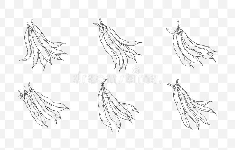Print Green Beans Line Art Vector Set - Elegant and Detailed ...