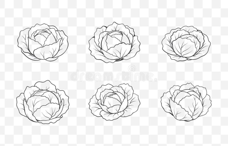 Print Cabbage Line Art Vector Set Collection of Detailed and Elegant ...