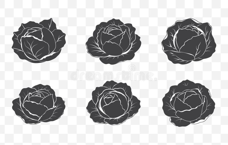 Print Cabbage Line Art Vector Set Collection of Detailed and Elegant ...